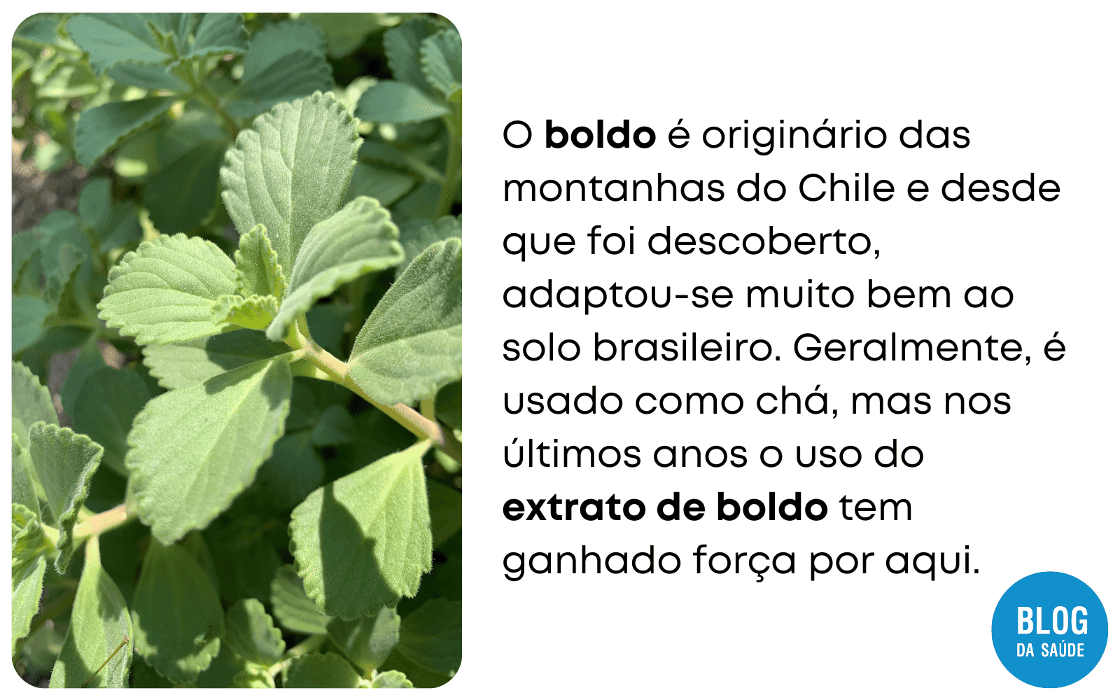 Boldo Faz Mal Para O Coração? Desvende Os Mitos E Mistérios Da Planta ...