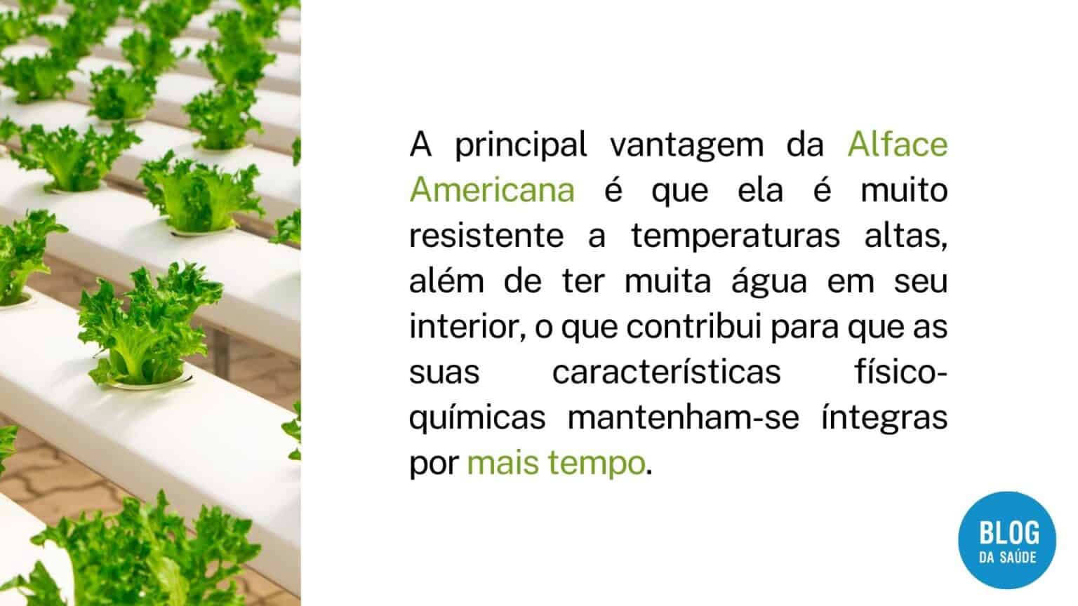 Tipos De Alface E Como Podem Ajudar No Emagrecimento - Blog Da Saúde