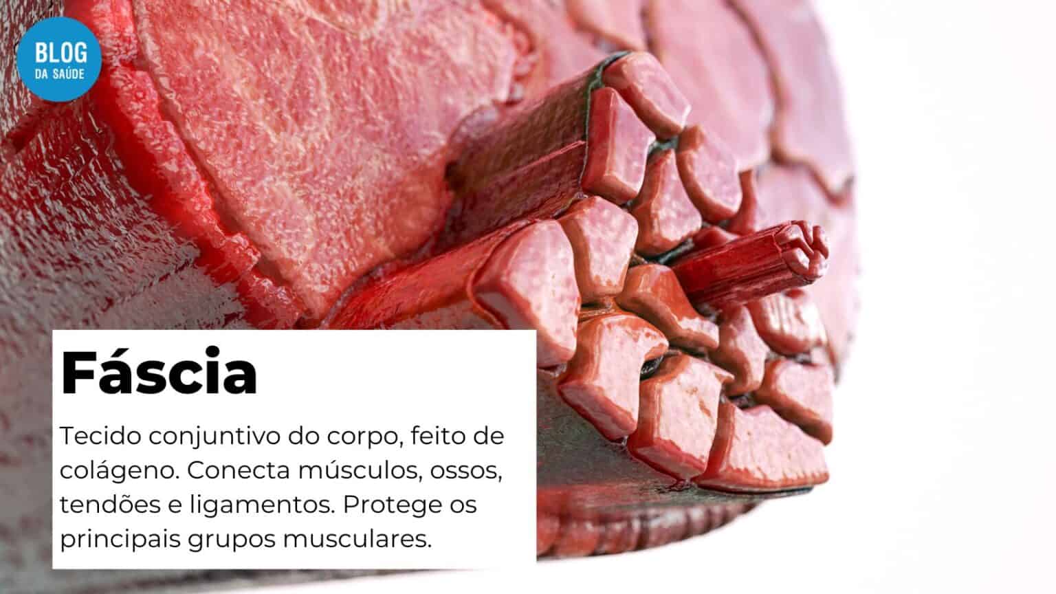 Fascia Muscular - Blog Da Saúde