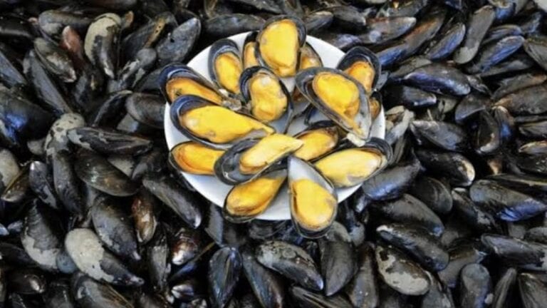 Sururu é Remoso? Posso Comer? - Blog Da Saúde