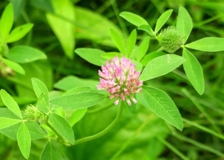 Fitoterápicos Para Menopausa - Blog Da Saúde